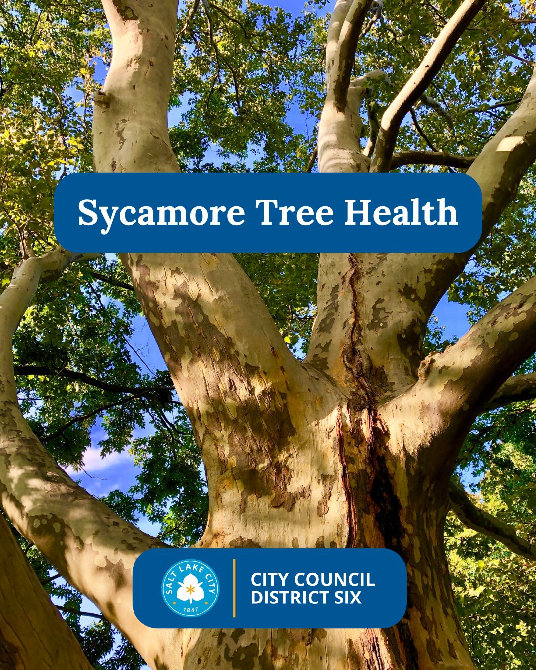 Sycamore Tree Health | Council District 6