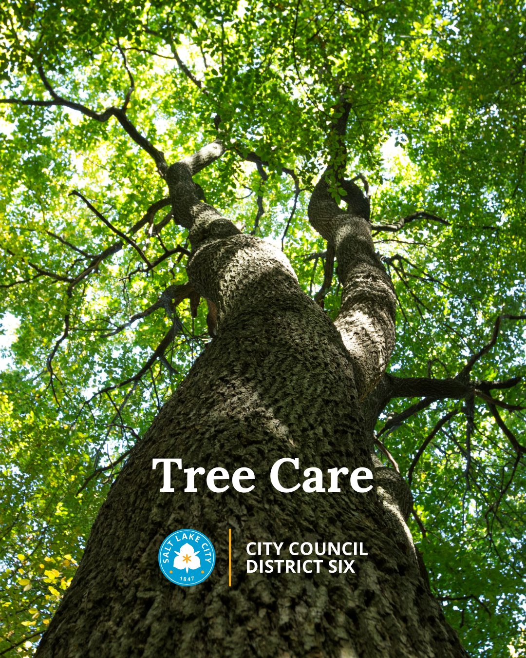 Tree Care | Council District 6