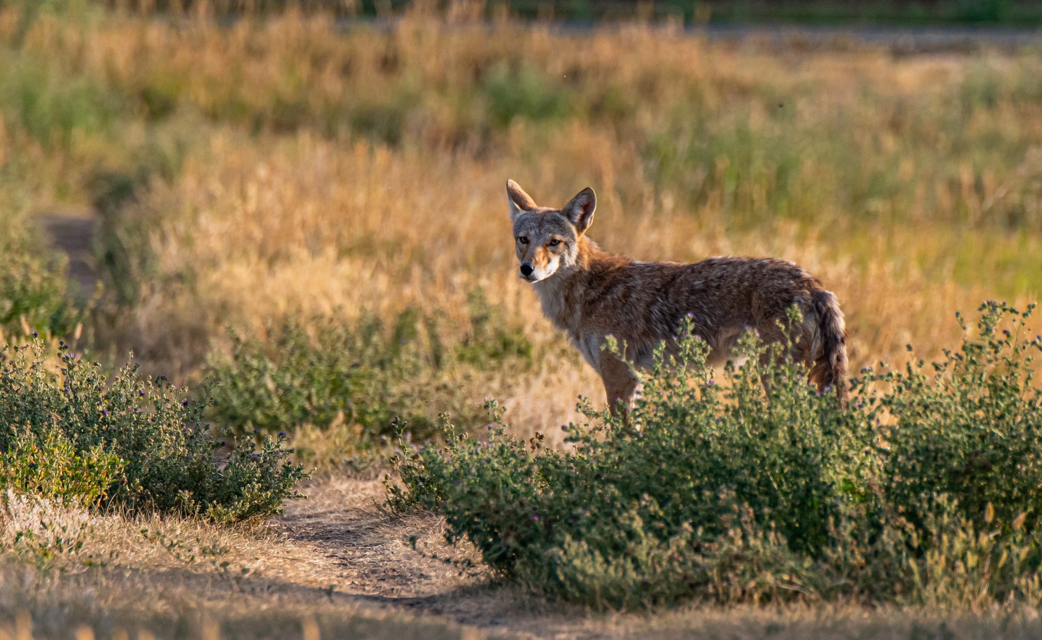 Wildlife Awareness Tips | Public Lands Department