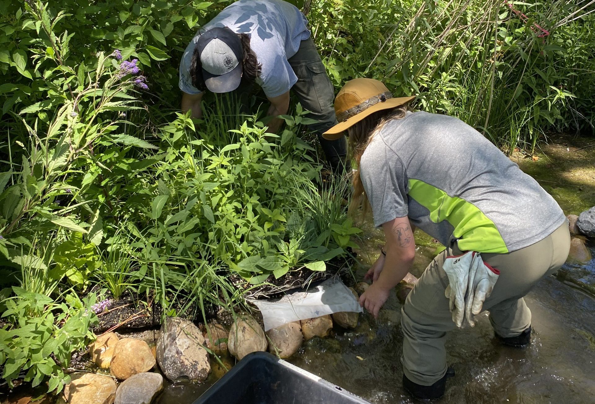 Native Wetland Plants Protect Water from Algae | Public Lands Department