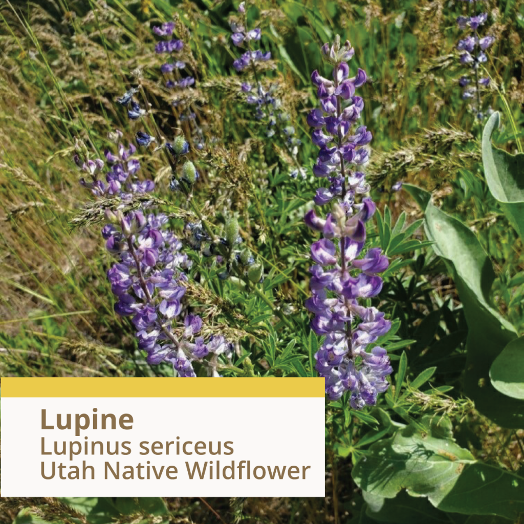 Foothills Wildflowers | Public Lands Department