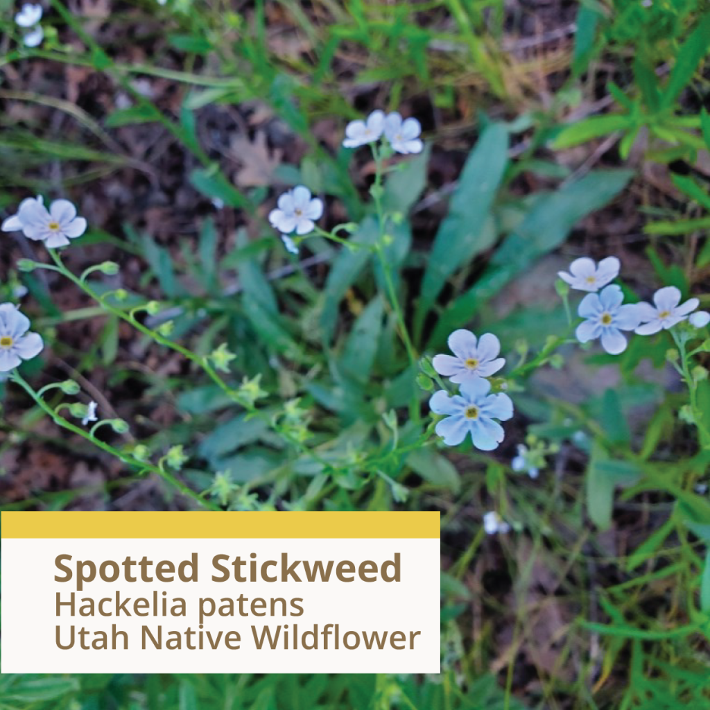 Foothills Wildflowers | Public Lands Department