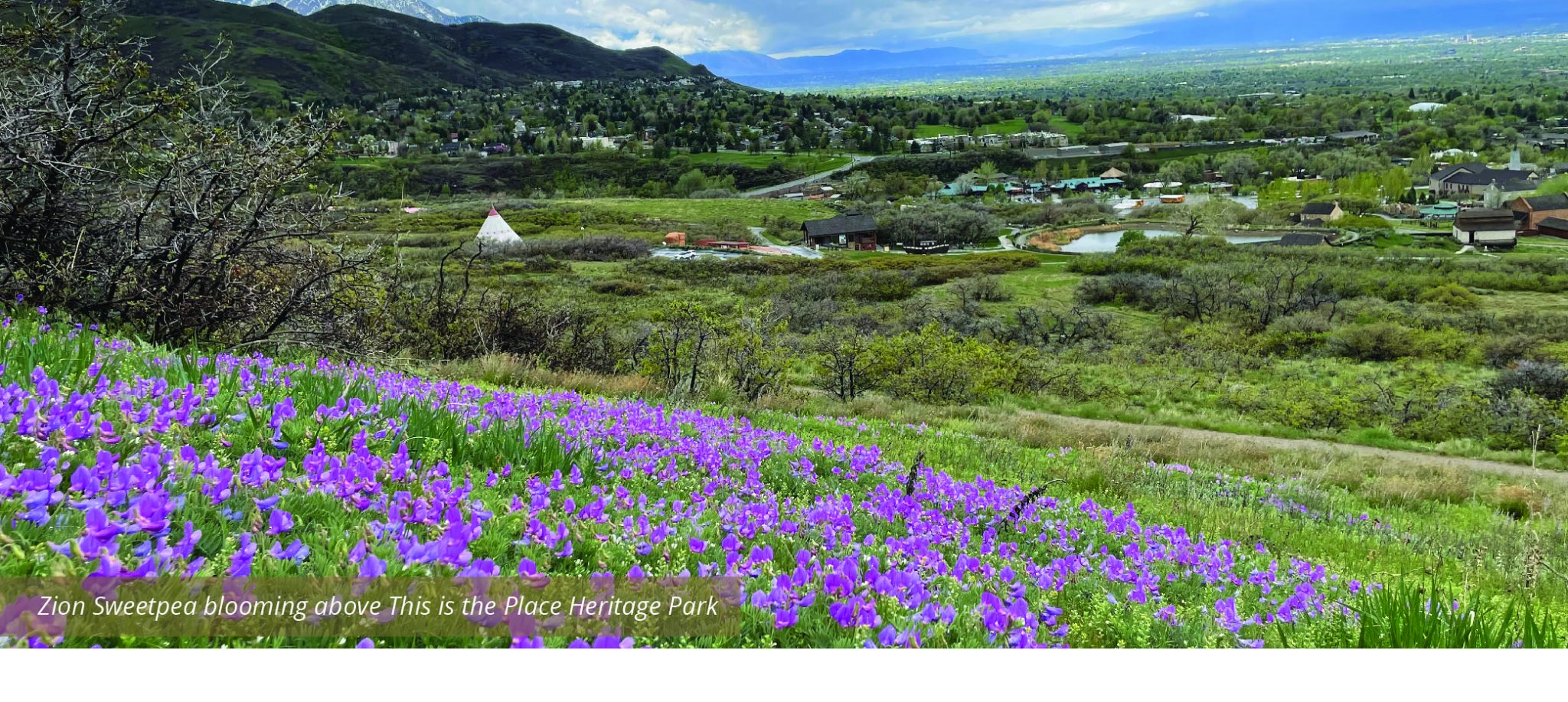 Foothills Wildflowers | Public Lands Department