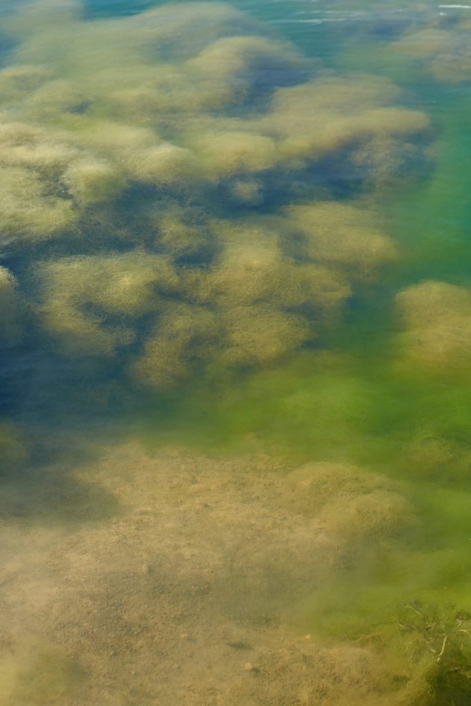 Native Wetland Plants Protect Water from Algae | Public Lands Department