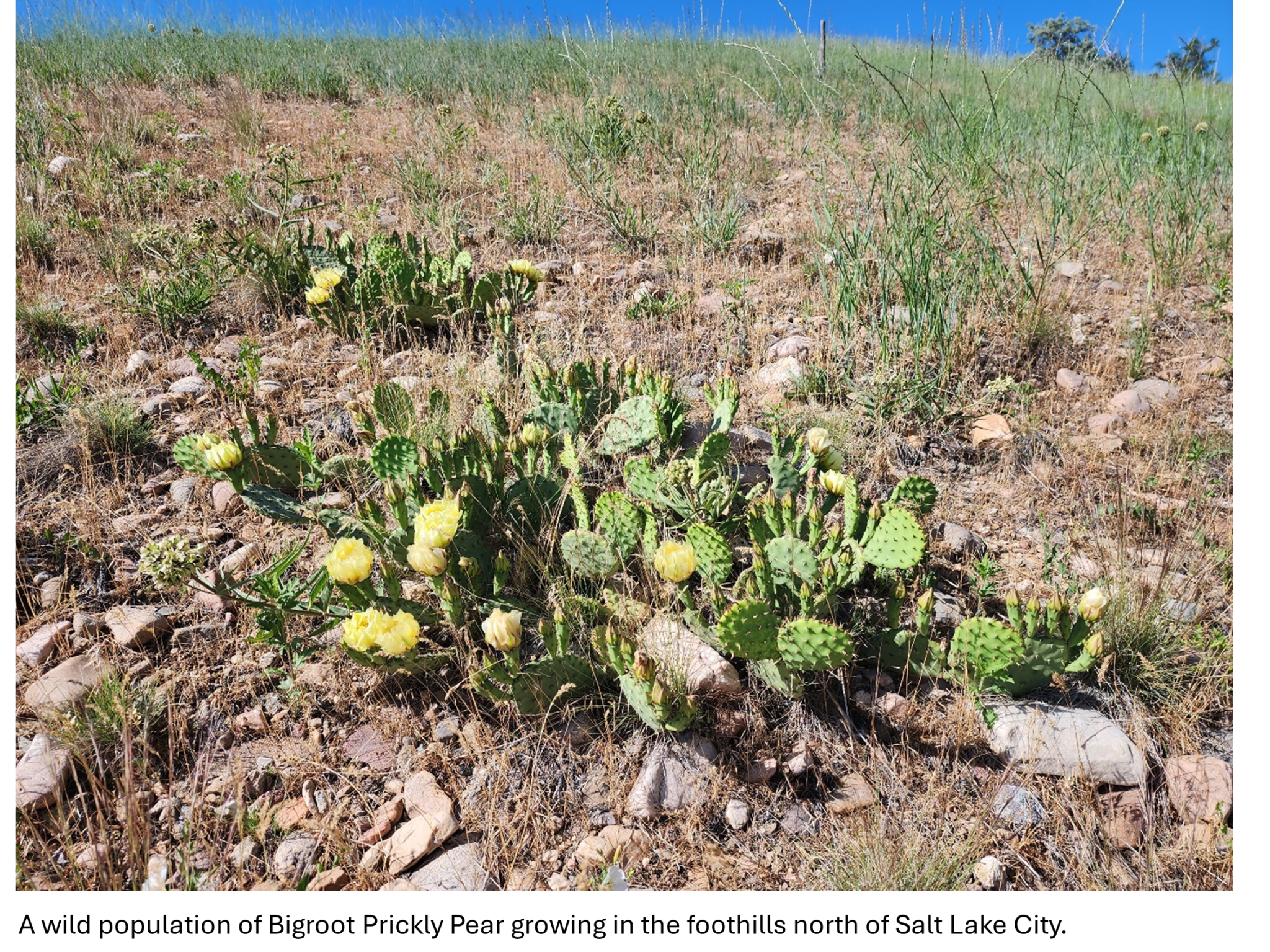 Restoring Native Cacti in our Foothills | Public Lands Department