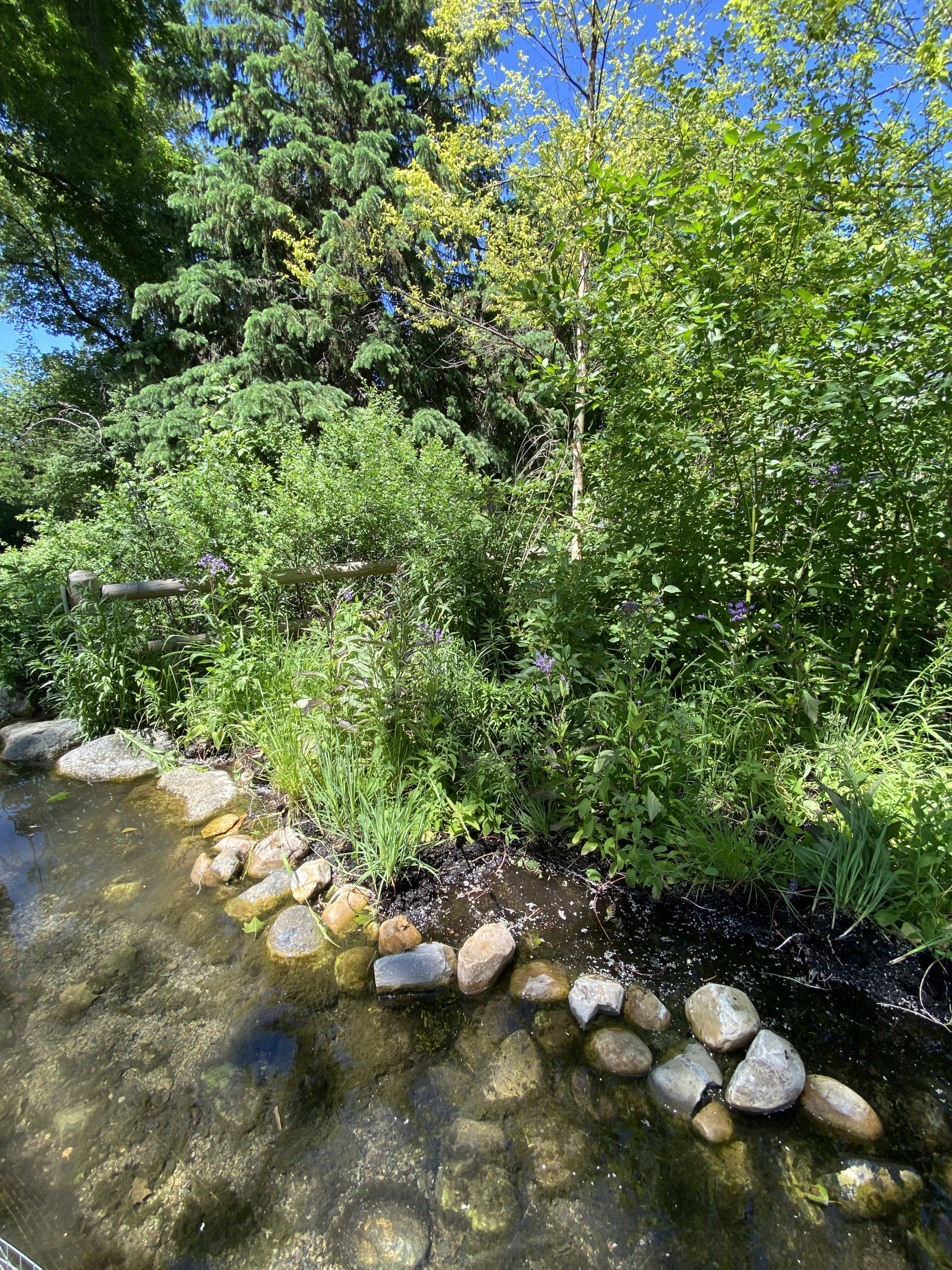 Native Wetland Plants Protect Water from Algae | Public Lands Department