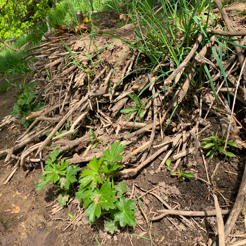 Mary’s Spring Blog Post | Public Lands Department