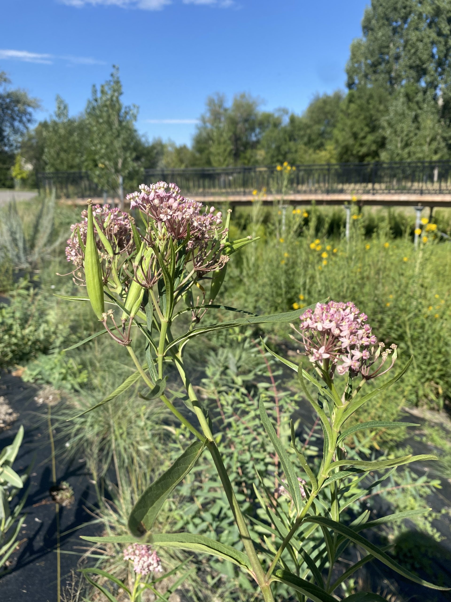 Cornell Wetlands Blog | Public Lands Department