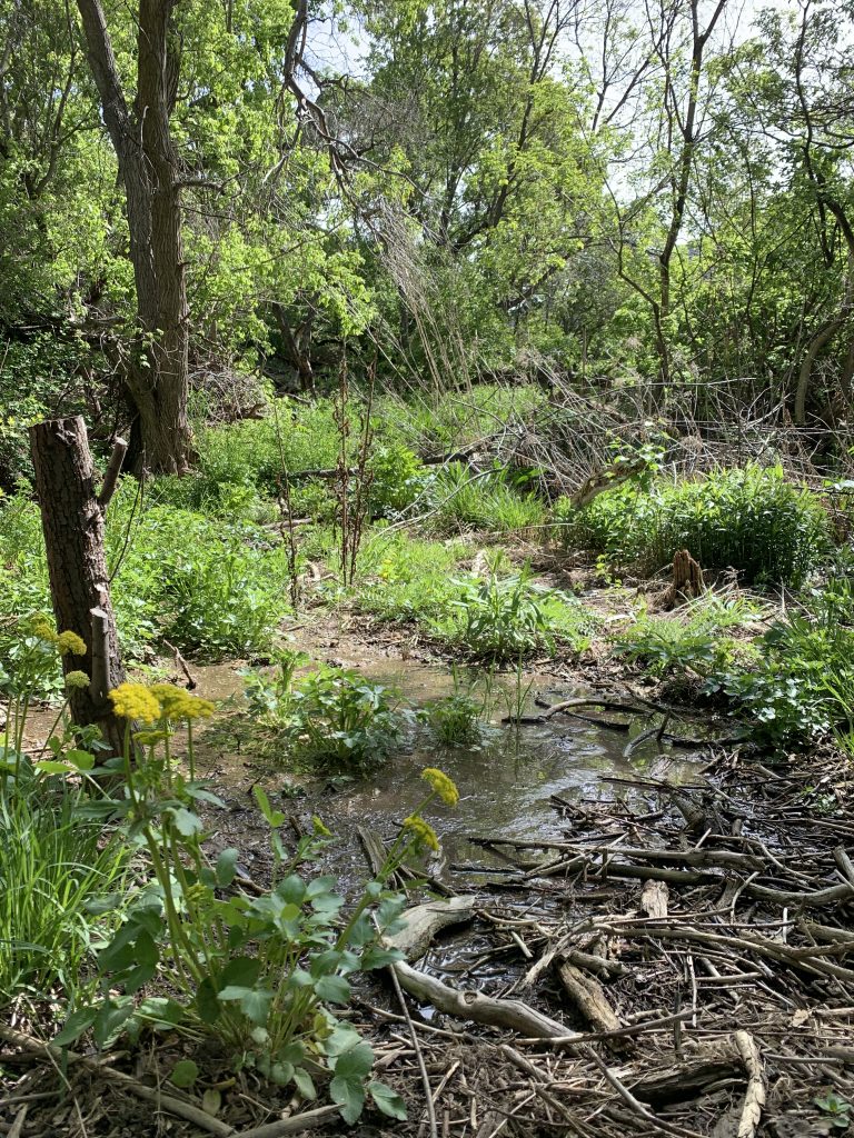 Native Plant Program Homepage | Public Lands Department