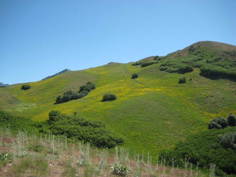 Foothills Project Process | Public Lands Department