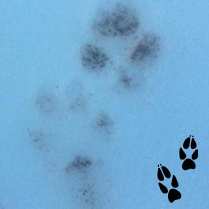 Identifying Animal Tracks in Snow | Public Lands Department