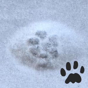 Identifying Animal Tracks in Snow | Public Lands Department