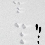 Identifying Animal Tracks in Snow | Public Lands Department