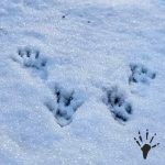 Identifying Animal Tracks in Snow | Public Lands Department