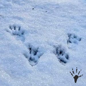 Identifying Animal Tracks in Snow | Public Lands Department