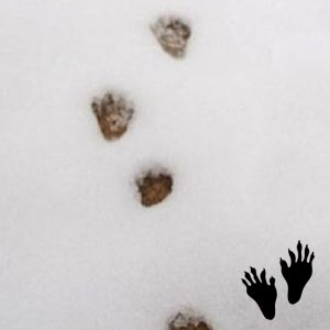 Identifying Animal Tracks in Snow | Public Lands Department