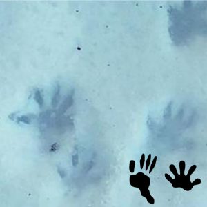 Identifying Animal Tracks in Snow | Public Lands Department