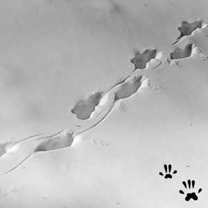 Identifying Animal Tracks in Snow | Public Lands Department