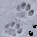 Identifying Animal Tracks in Snow | Public Lands Department