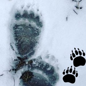 Identifying Animal Tracks in Snow | Public Lands Department