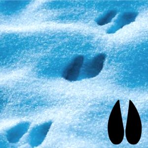 Identifying Animal Tracks in Snow | Public Lands Department