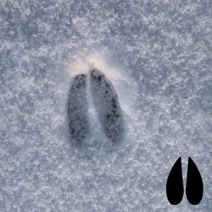 Identifying Animal Tracks in Snow | Public Lands Department