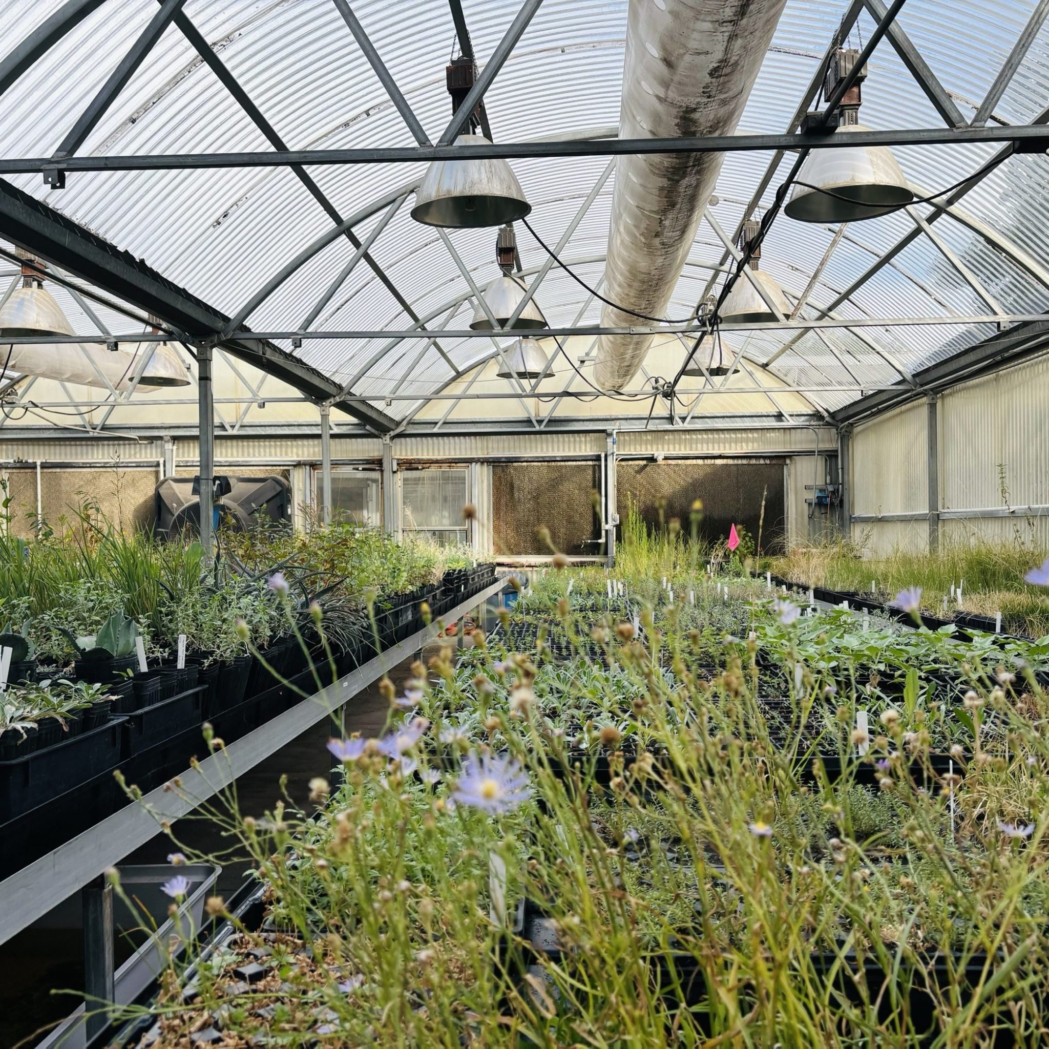 Native Plant Program – Monarchs and Milkweed | Public Lands Department