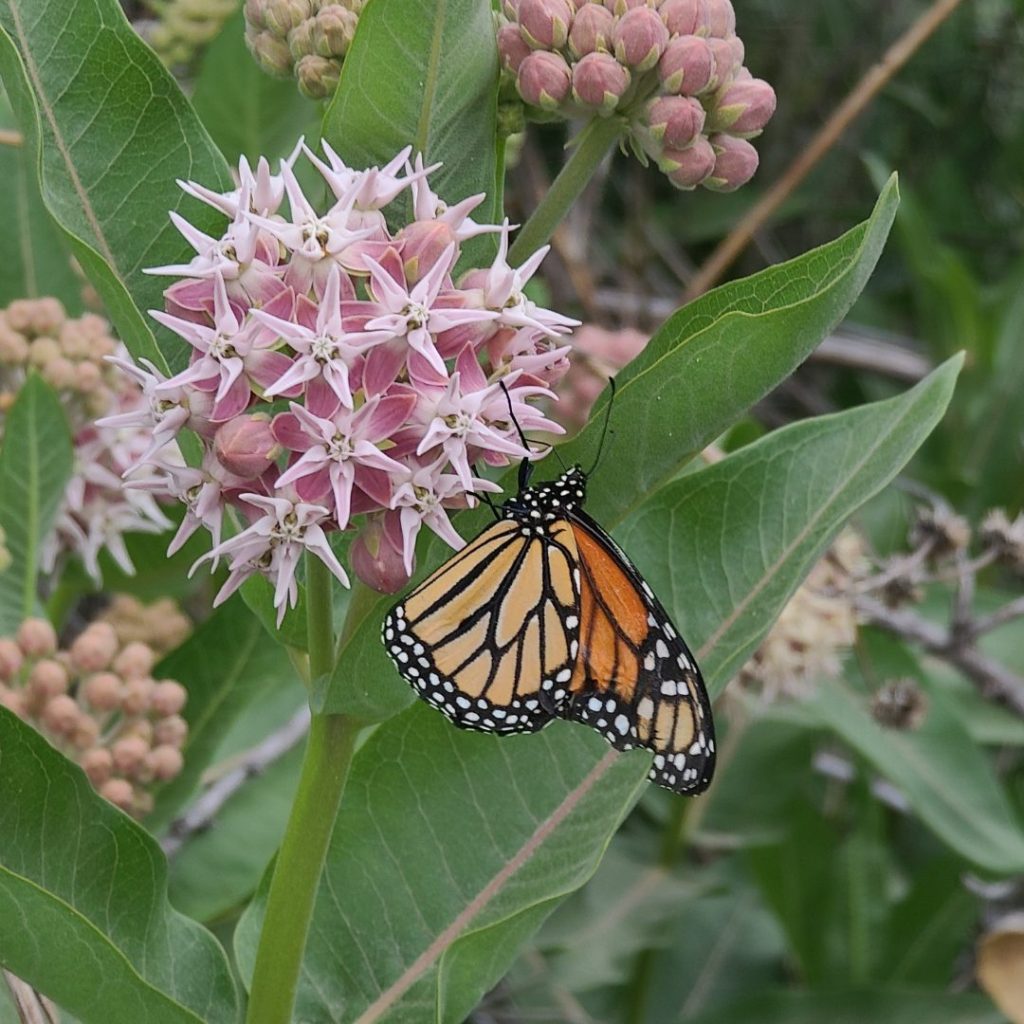 Native Plant Program – Monarchs and Milkweed | Public Lands Department
