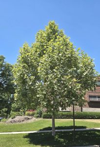How to Select the Right Tree | Urban Forestry