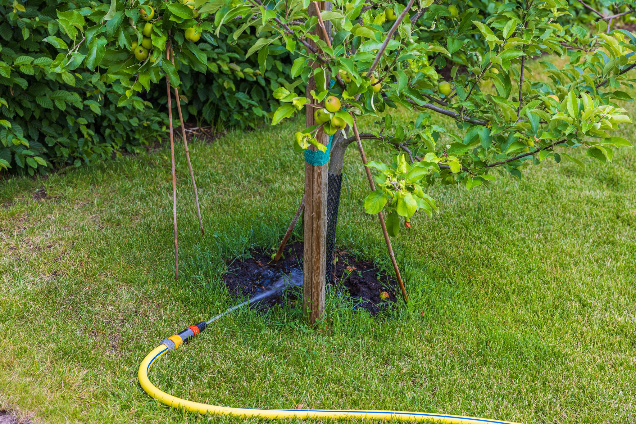 How to Water a Tree | Urban Forestry